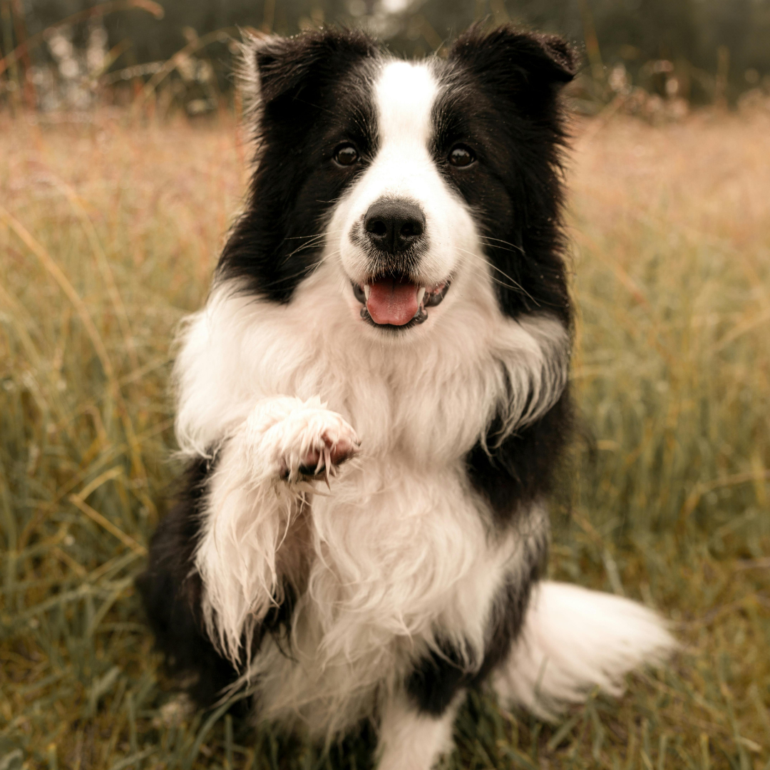 Best Collars for Active Border Collies: Durability Meets Comfort – Migrou