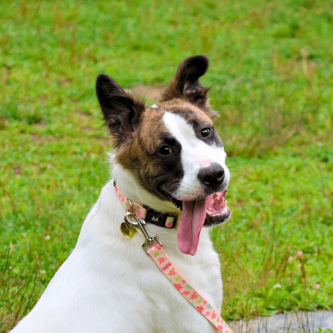 Leash Reactivity: Causes, Solutions, and Pro Tips – Migrou