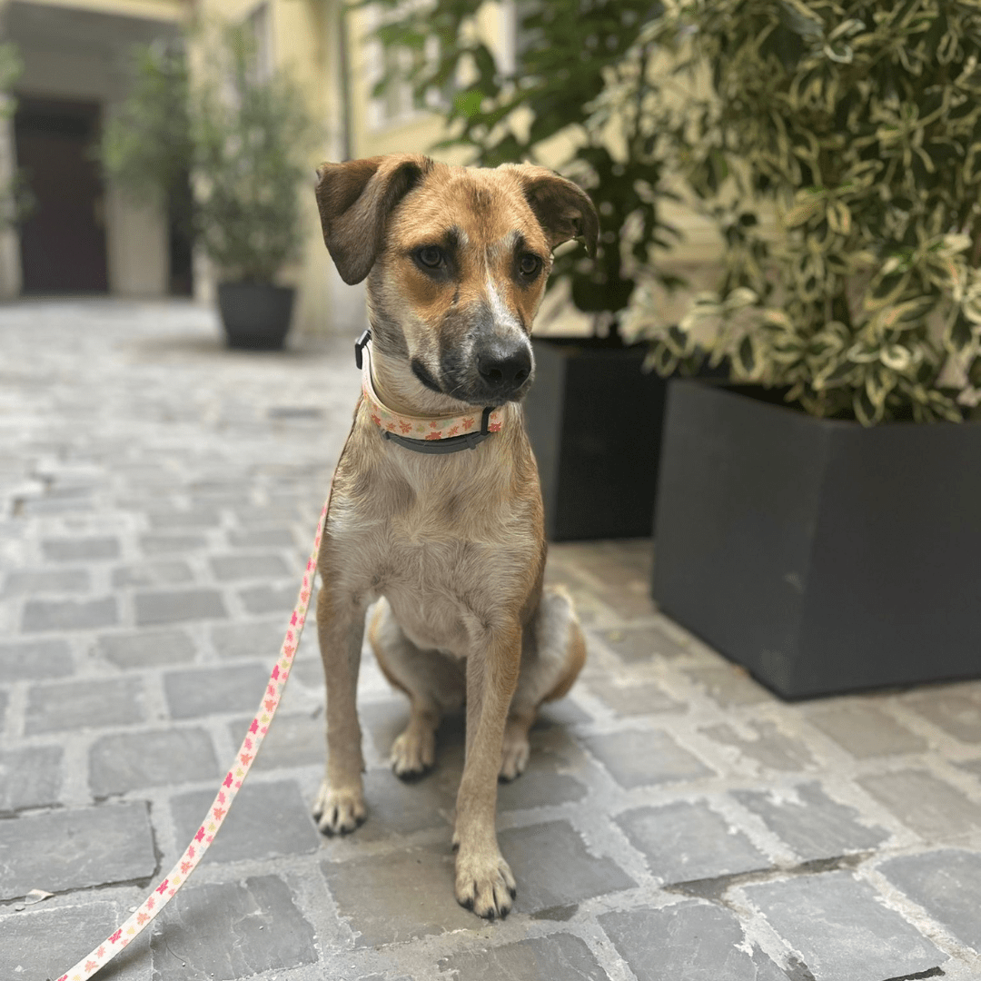 Zodiac Signs As Dogs: Which Breed Matches Your Sign? – Migrou